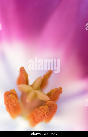 close up of inside centre of white rose petals stamen Stock Photo - Alamy