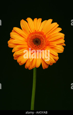 Macro flower portrait against vivid red background Stock Photo - Alamy