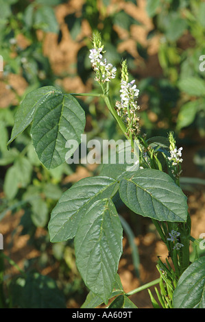 The guar or cluster bean, with the botanical name Cyamopsis ...