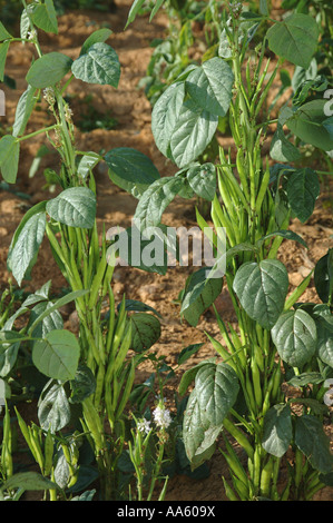 The guar or cluster bean, with the botanical name Cyamopsis ...