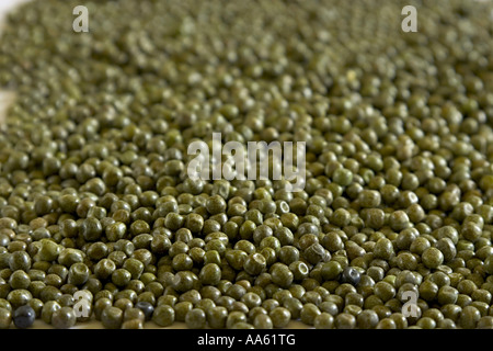 Peas, Mutter, Dried Black Peas, Pisum Sativum, India Stock Photo - Alamy