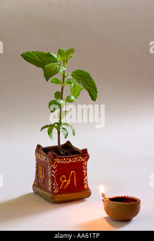 Tulsi Holy Basil Plant of Devotion and Love India Stock Photo - Alamy