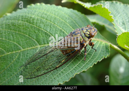 one insect on leaf Stock Photo - Alamy