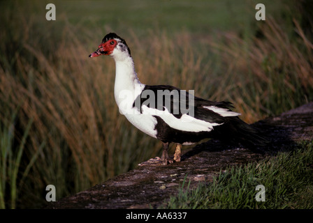MUSCOVERY DUCK Cairina moschata Stock Photo - Alamy