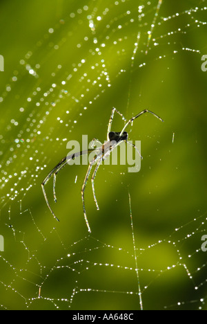 spider image inverted Stock Photo - Alamy