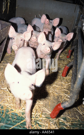 Curious pigs. Pig breeding. Pigs and piglets in stable. intensive ...