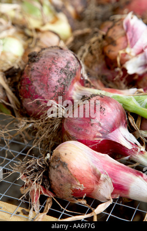 Onions drying on wire Stock Photo - Alamy