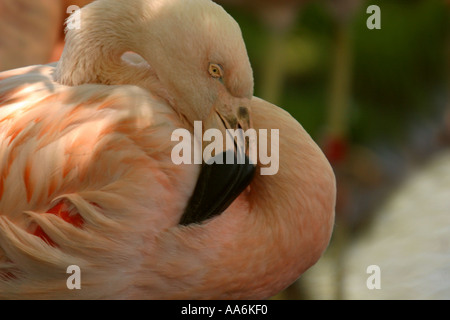 FLAMINGO; Ciconiiformes Phoenicopteridae Stock Photo - Alamy