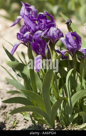 Miniature tall bearded Iris aphylla purple flowers Stock Photo - Alamy