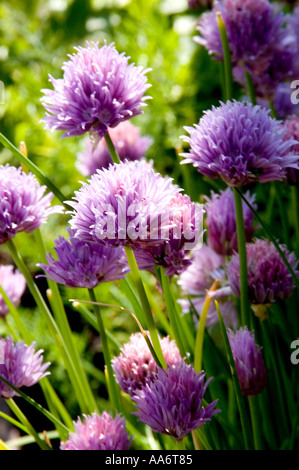 Beautiful flowers of Allium schoenoprasum, common name Chive, close ...