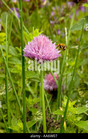 Beautiful flowers of Allium schoenoprasum, common name Chive, close ...