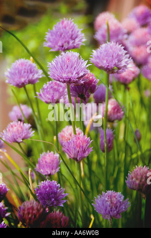 Beautiful flowers of Allium schoenoprasum, common name Chive, close ...