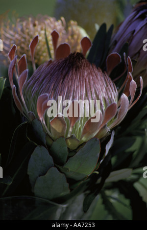 Protea Flower Maui Hawaii USA Stock Photo - Alamy