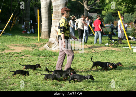 JPN Japan Tokyo dog owner japanese people are crazy about little dogs ...