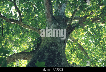 Old tree detail plane planetree massive Stock Photo - Alamy