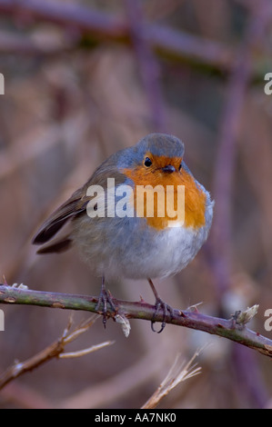 Robin (Erithacus rubecula) Perched on a Hawthorn tree with red berries ...
