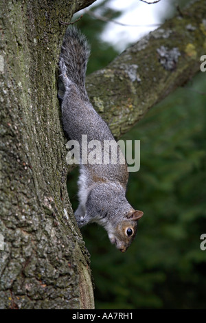 grey squirrel in spring Stock Photo - Alamy