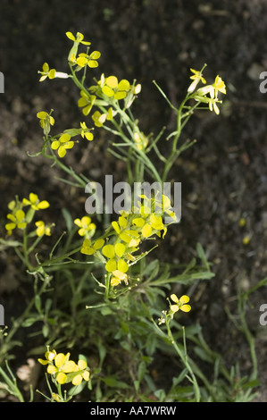 Decumbent treacle-mustard Erysimum decumbens Vercors Natiional Park ...