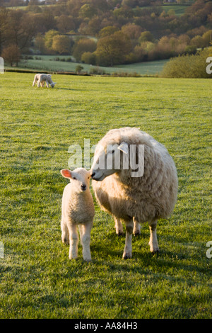 Romney Marsh sheep, lamb, Kent, England, spring Stock Photo - Alamy