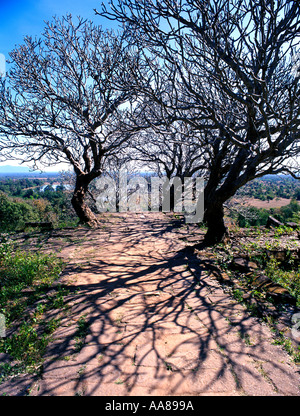 Plumeria / Frangipani / Dok Champa tree flower bloom Wat Sisangvone ...