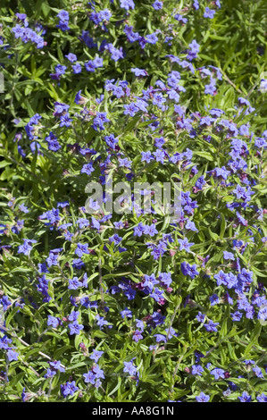 Deep blue flowers of blue gromwell and purple gromwell (Lithospermum ...
