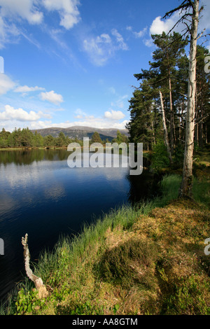 Inshriach Forest Uath Lochan scotland uk gb Stock Photo - Alamy