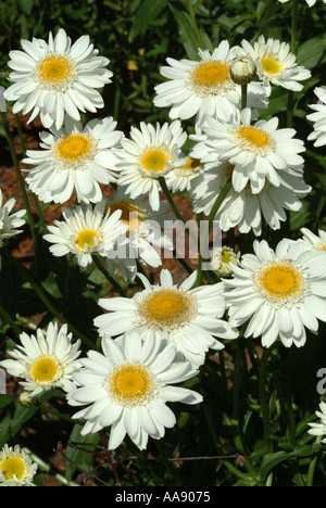 Leucanthemum x superbum or Shasta daisies, large daisy-like flower ...