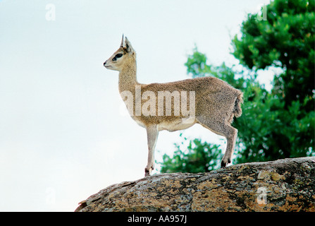 Klipspringer standing on a rock in Northern Serengeti National Park ...