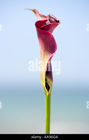 Very erect single stem Calla Lily against a green soft focus background ...