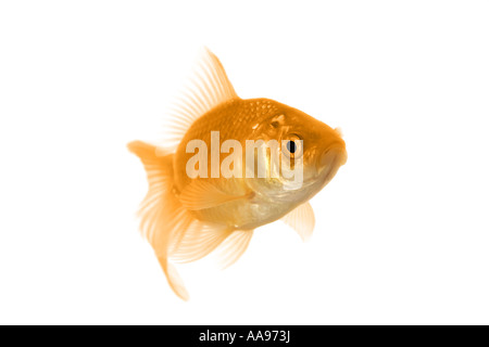 Gold fish or goldfish floating swimming underwater in fresh aquarium ...