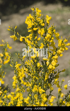 Blooming yellow flowers of Cytisus scoparius (Sarothamnus scoparius ...