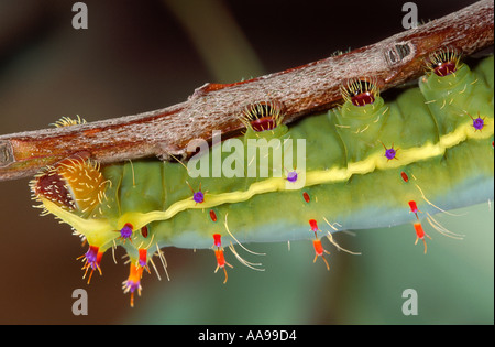 Emperor gum moth (Opodiphthera eucalypti) emerging from cocoon Stock ...