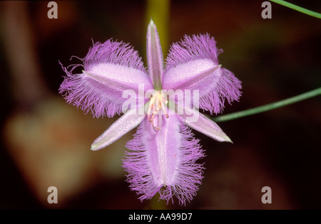 Thysanotus tuberosus, Common Fringe Lily in Baluk Willam Flora Stock ...