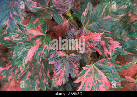 Acer psuedoplatanus Simon-Louis Freres new leaves Stock Photo - Alamy