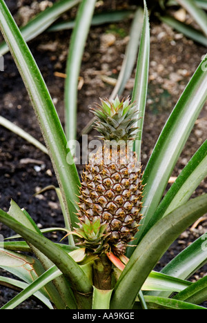 Pineapple ananus comosus Stock Photo - Alamy