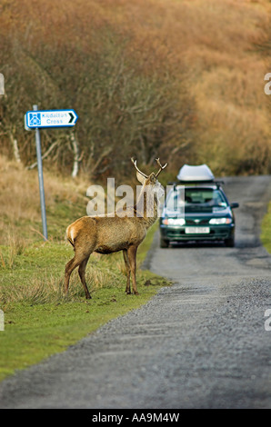 Wild Deer On Islay, Scotland Stock Photo - Alamy