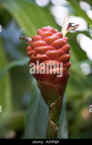 Tropical yellow and red Zingiber spectabile or Beehive Ginger at Cairns ...