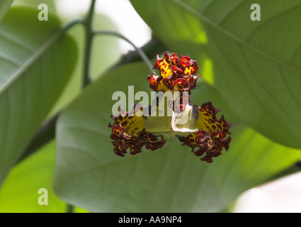 Flower of the African Orchid Nutmeg Tree, Monodora myristica ...