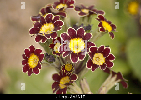 PRIMULA VICTORIANA GOLD LACE GROUP Stock Photo - Alamy