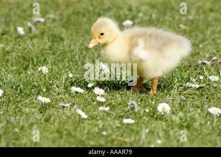 Greylag Goose (Anser anser), the flightless young birds are called ...