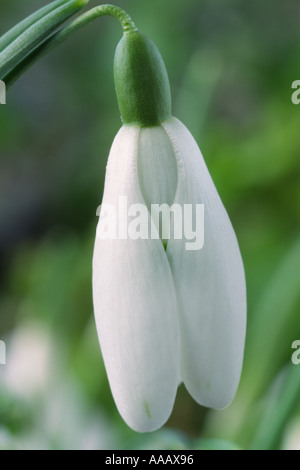 Galanthus 'S. Arnott'. AGM Snowdrop Stock Photo - Alamy