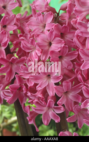 Hyacinthus orientalis 'Red Magic'. Hyacinth Stock Photo - Alamy