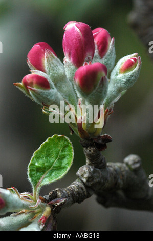 Bramley apple blossom Stock Photo - Alamy