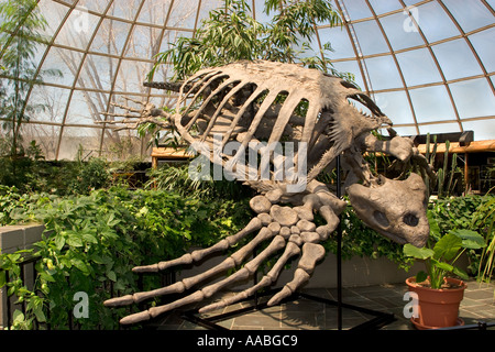 Giant Sea Turtle Archelon Stock Photo - Alamy
