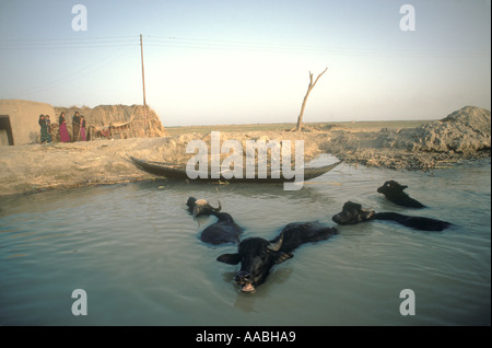 Buffalo Farming in the Marshes of Southern Iraq Stock Photo - Alamy