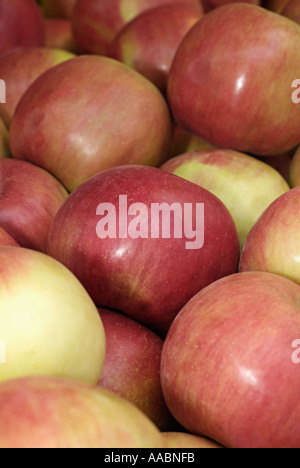 Healthy Organic red ripe Apples in the Basket. Autumn at the rural ...