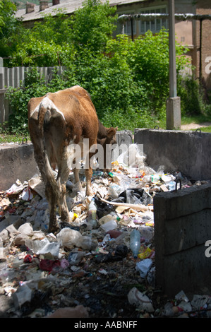 Cow in a trash, Uzbekistan Stock Photo - Alamy