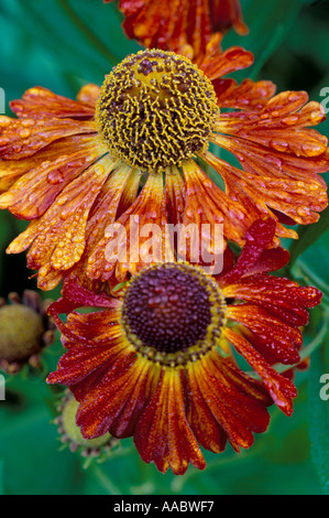 Helenium Chipperfield Orange Stock Photo - Alamy