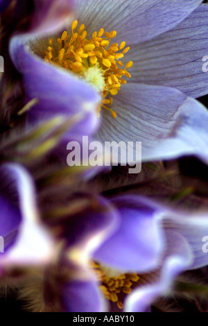Wild Prairie Crocuses Stock Photo - Alamy