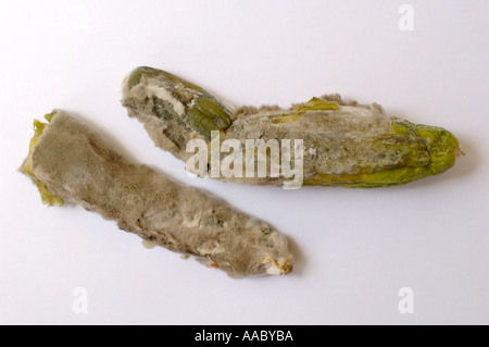 decomposing, rotten cucumber Stock Photo - Alamy